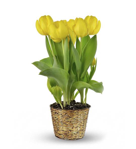 Spring Tulip Plant | Avas Flowers